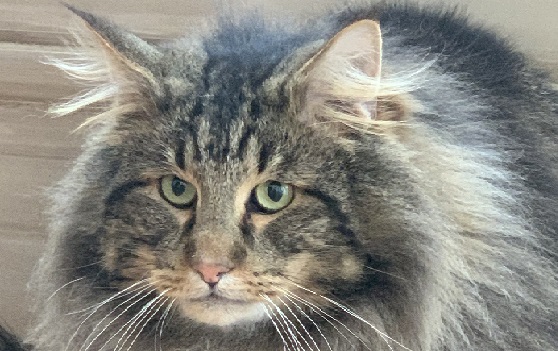 Cattery Mrau – Norwegian Forest Cat