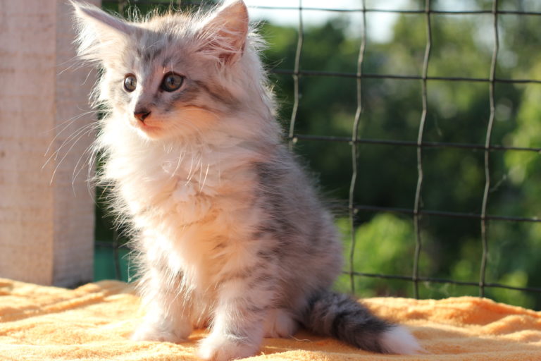 Miot F / 2023 – Hodowla Mrau